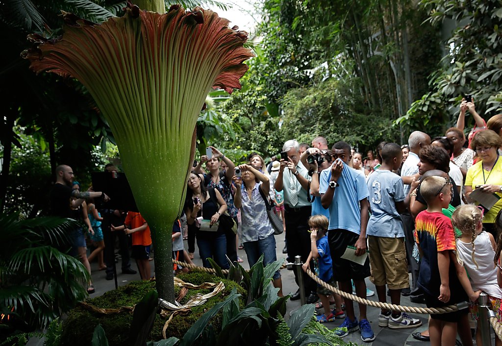 World's smelliest flower to reach its stinky peak in SF Thursday night