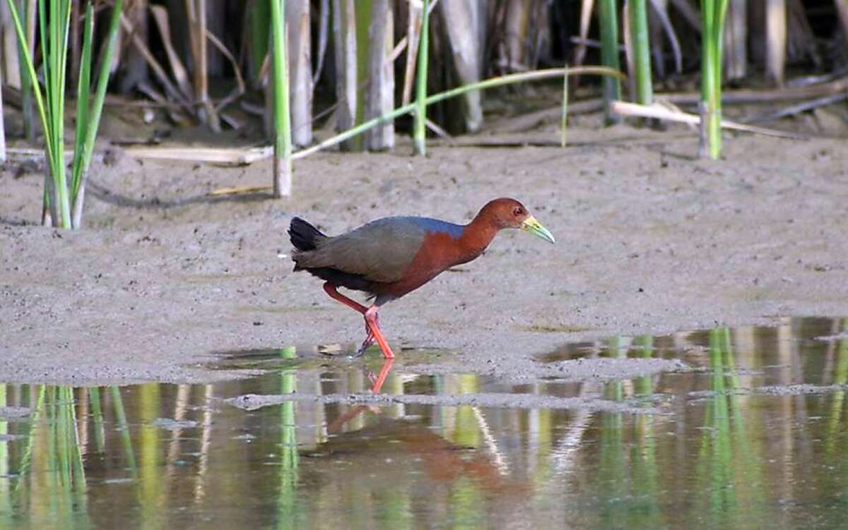 Rufous-necked wood rail makes rare U.S. visit