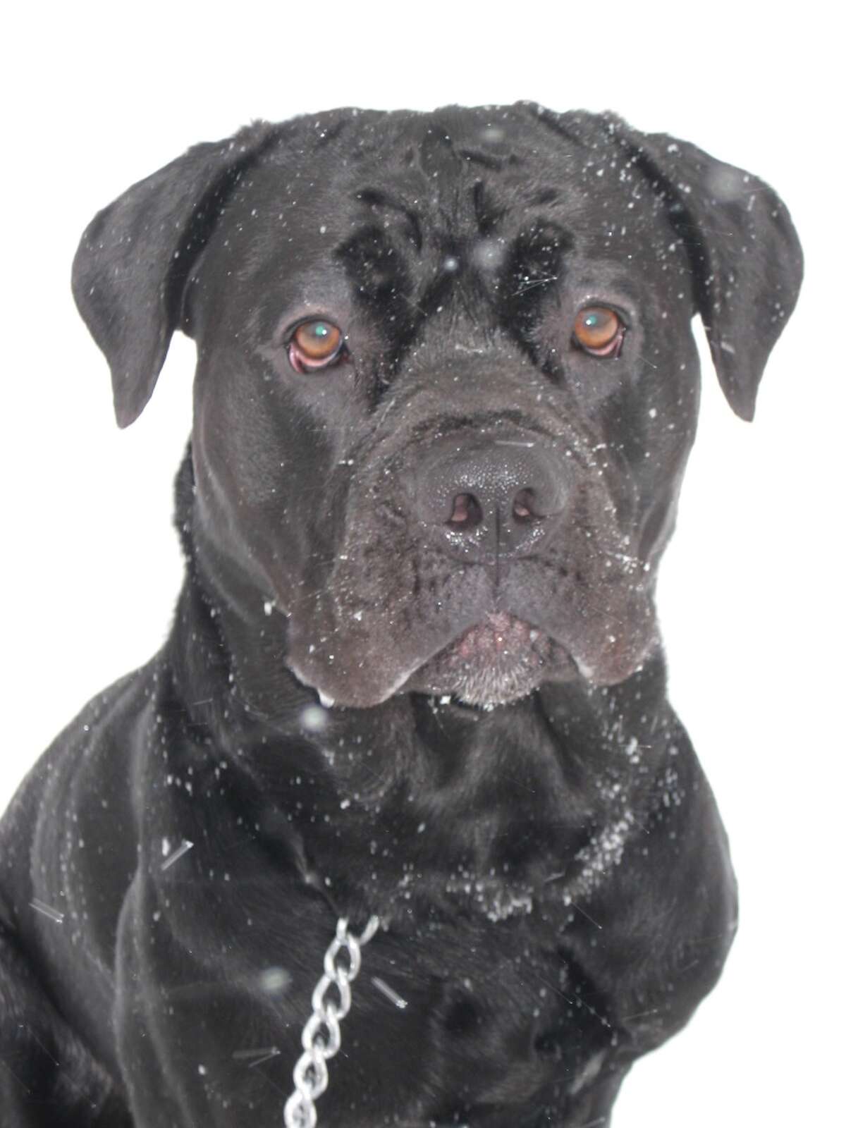 Dog breeds that have attacked the most people