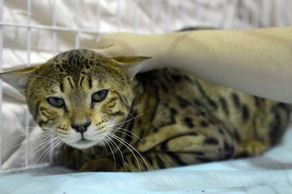 Most expensive exotic pets