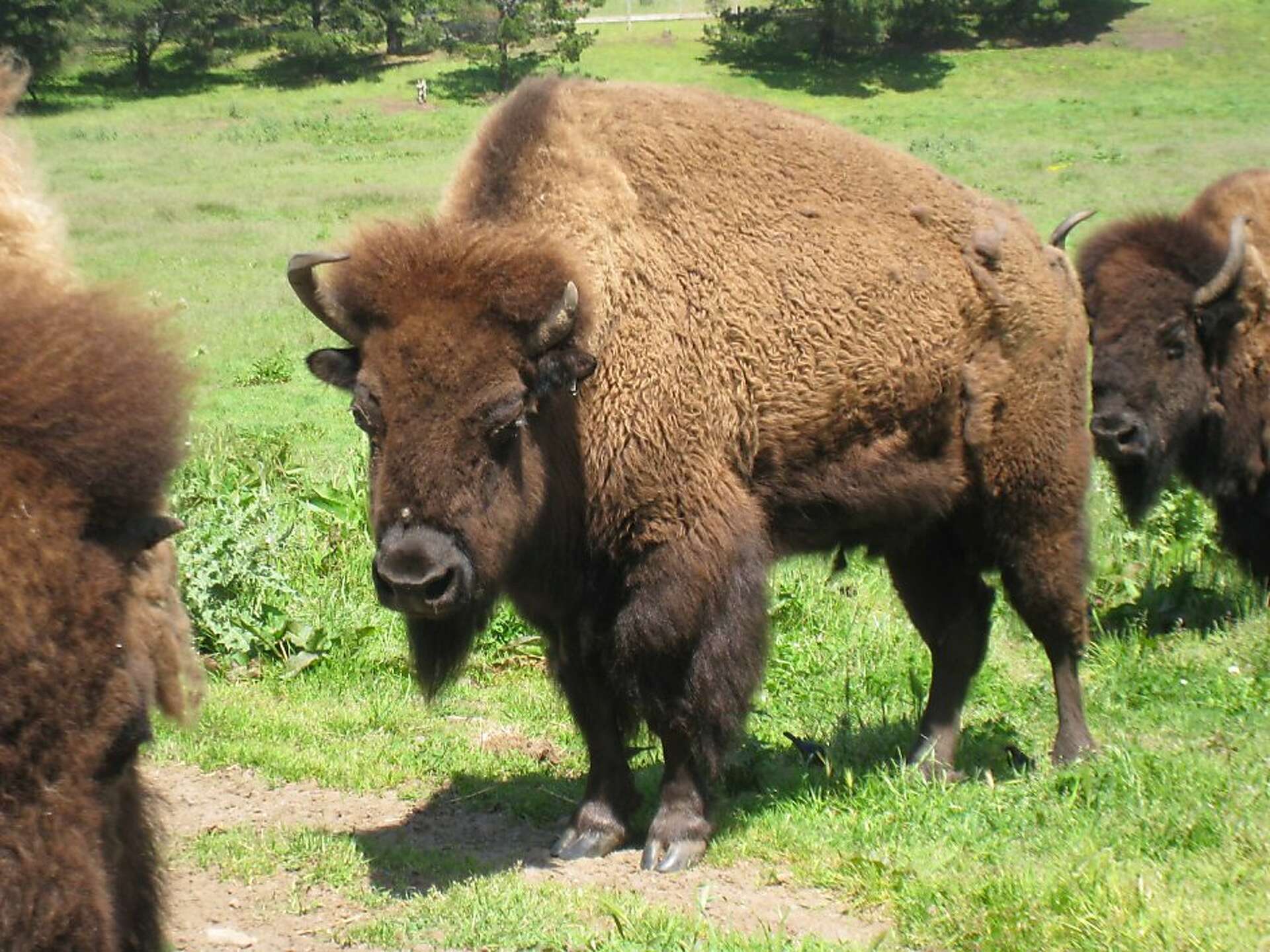 Oldest bison in Golden Gate Park herd is euthanized
