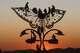Burning Man exits counterculture, joins nonprofit world