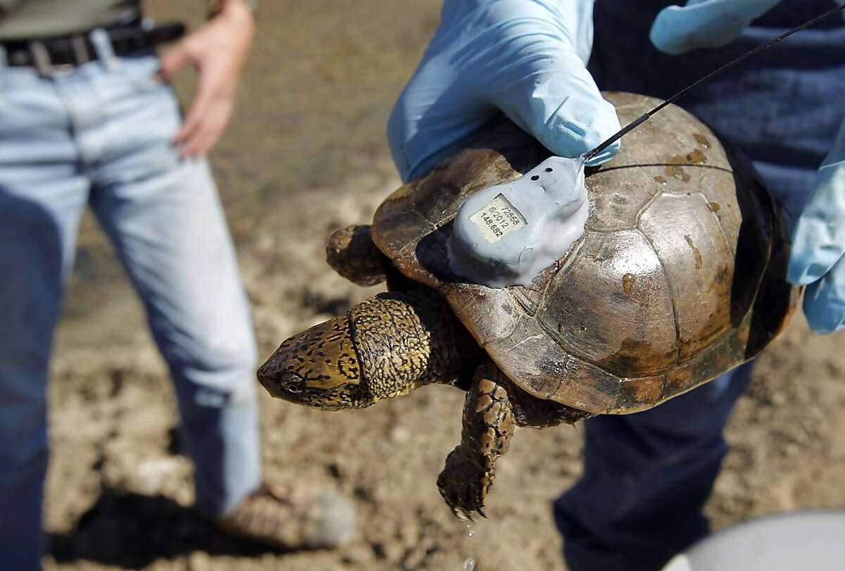 Study dials up western pond turtles