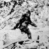 Houston 'chupacabra' sighting could be real animal purposely bred ...