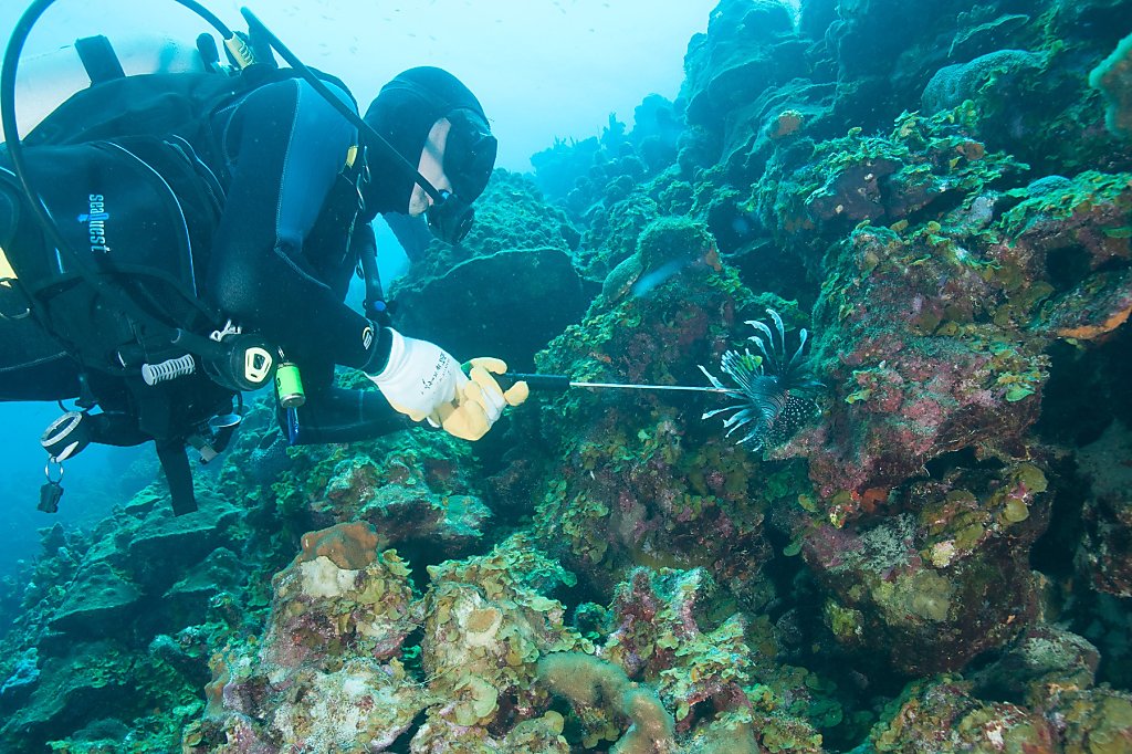 On Bonaire, hunting the ocean-killing lionfish