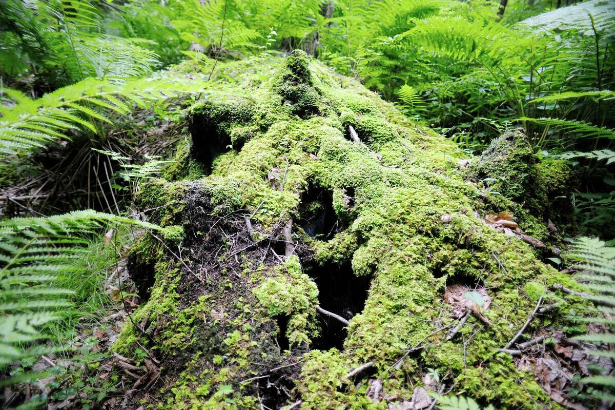 Early warning from a pest