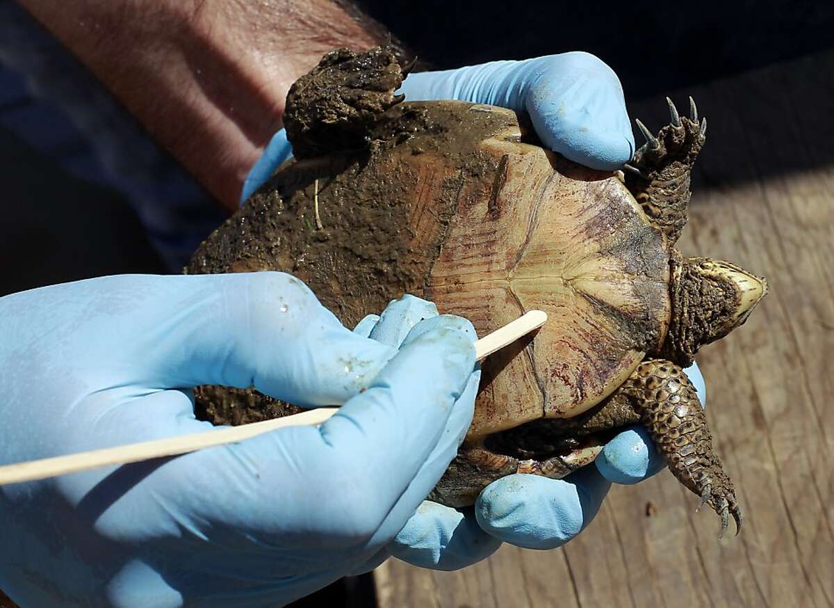 Study dials up western pond turtles