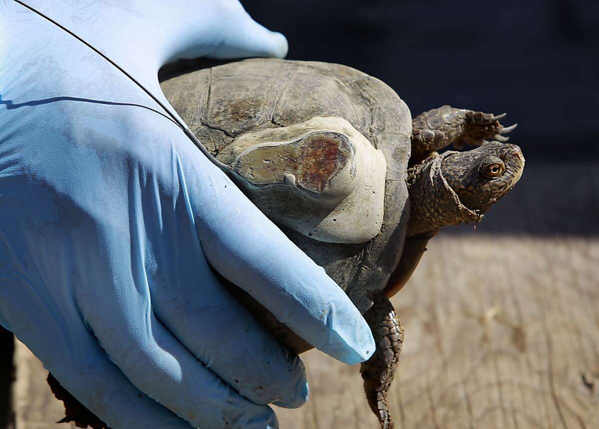 Study dials up western pond turtles