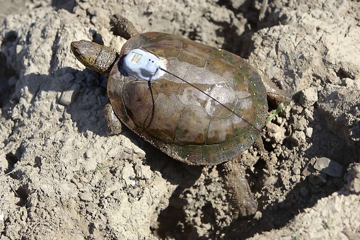 Study dials up western pond turtles