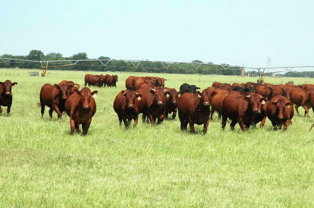 Texas cattle rustlers staying ahead of team assigned to catch them