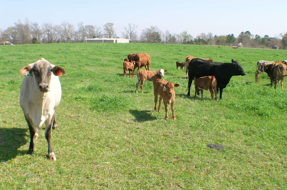 Texas cattle rustlers staying ahead of team assigned to catch them