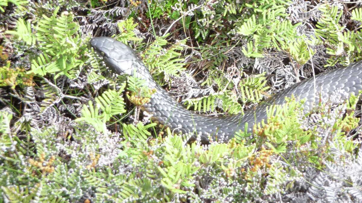 Trekking in Tasmania is a wet and wild adventure