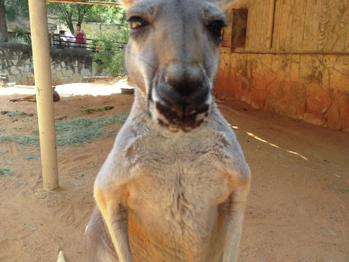 A slice of life at the zoo: Cleaning poop, getting blisters, defending ...