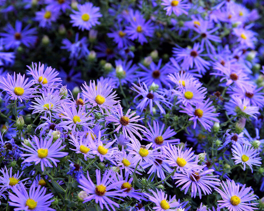Fall flowers: fall aster, mint marigold - San Antonio Express-News