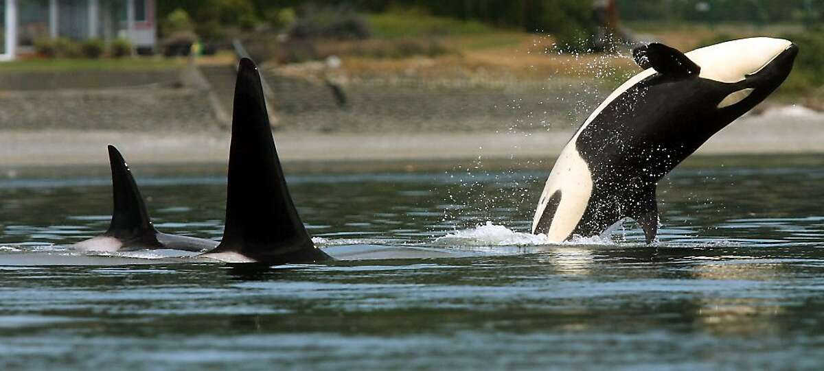 Puget Sound orcas 'distinct,' remain endangered