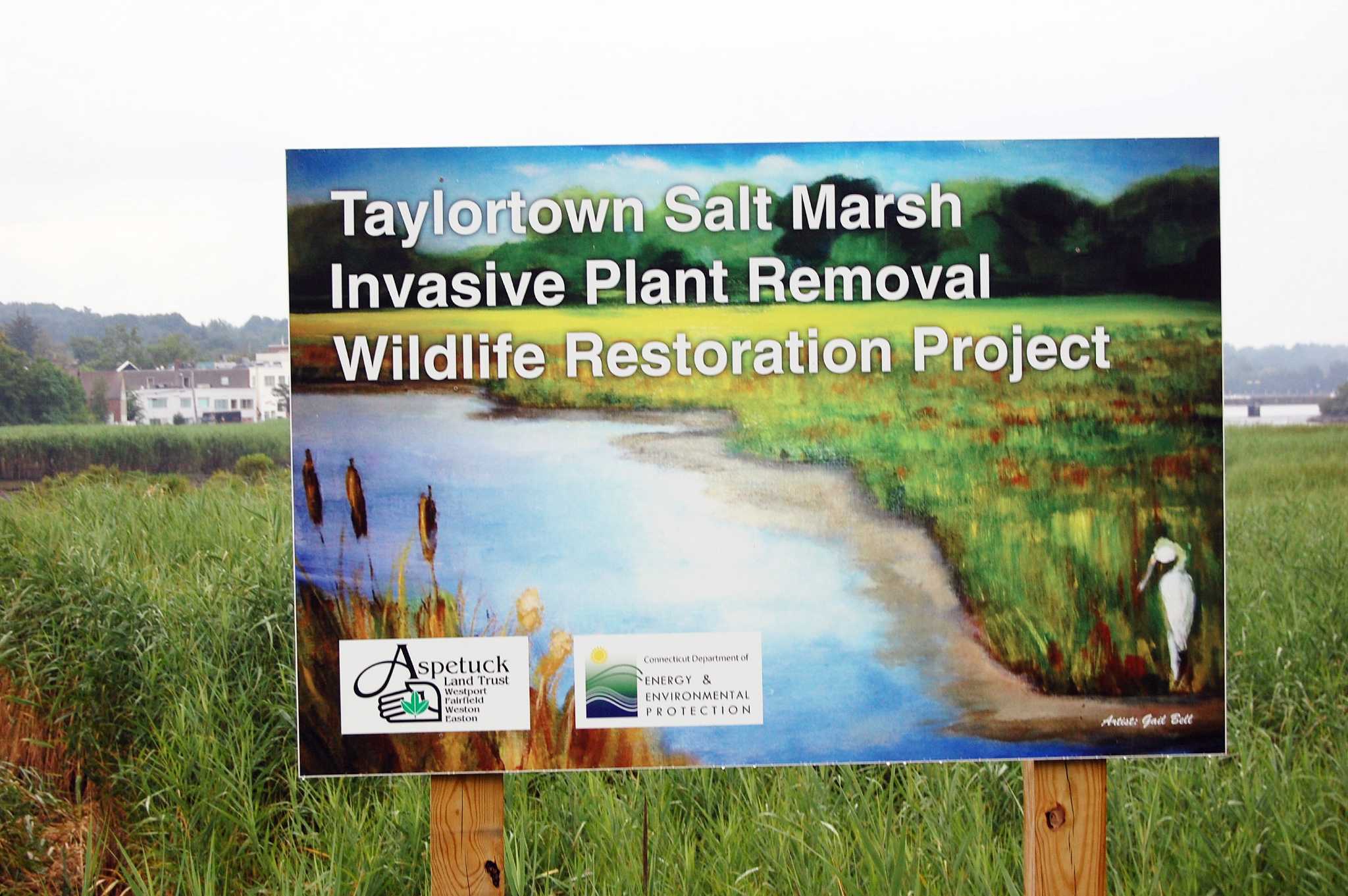 Invasive weed removed to save the natives