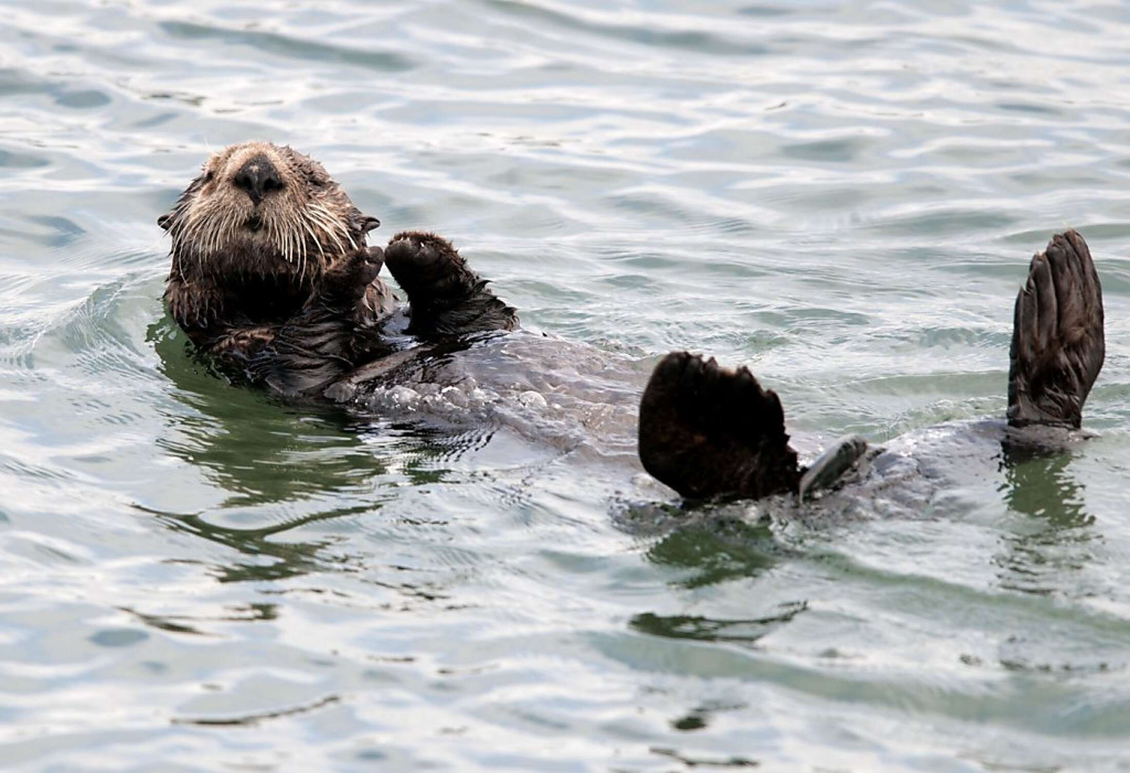Great white sharks partly to blame for otter recovery stall