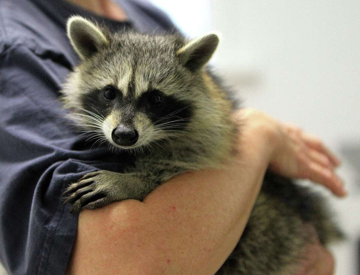Raccoon trained to steal? Houston Zoo says they're smart, but ...
