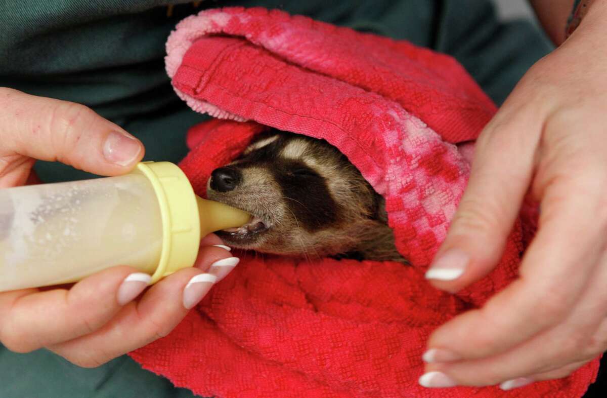Raccoon trained to steal? Houston Zoo says they're smart, but ...