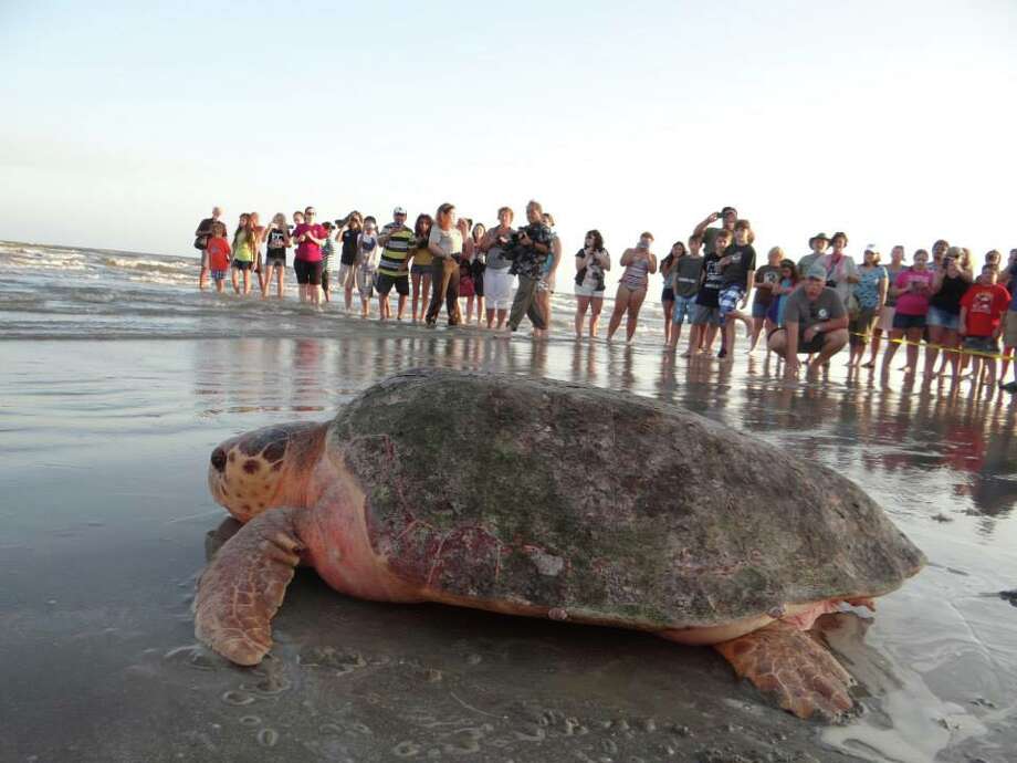 Crowds watch as rescued 300-pound turtle returns to Gulf - Houston ...
