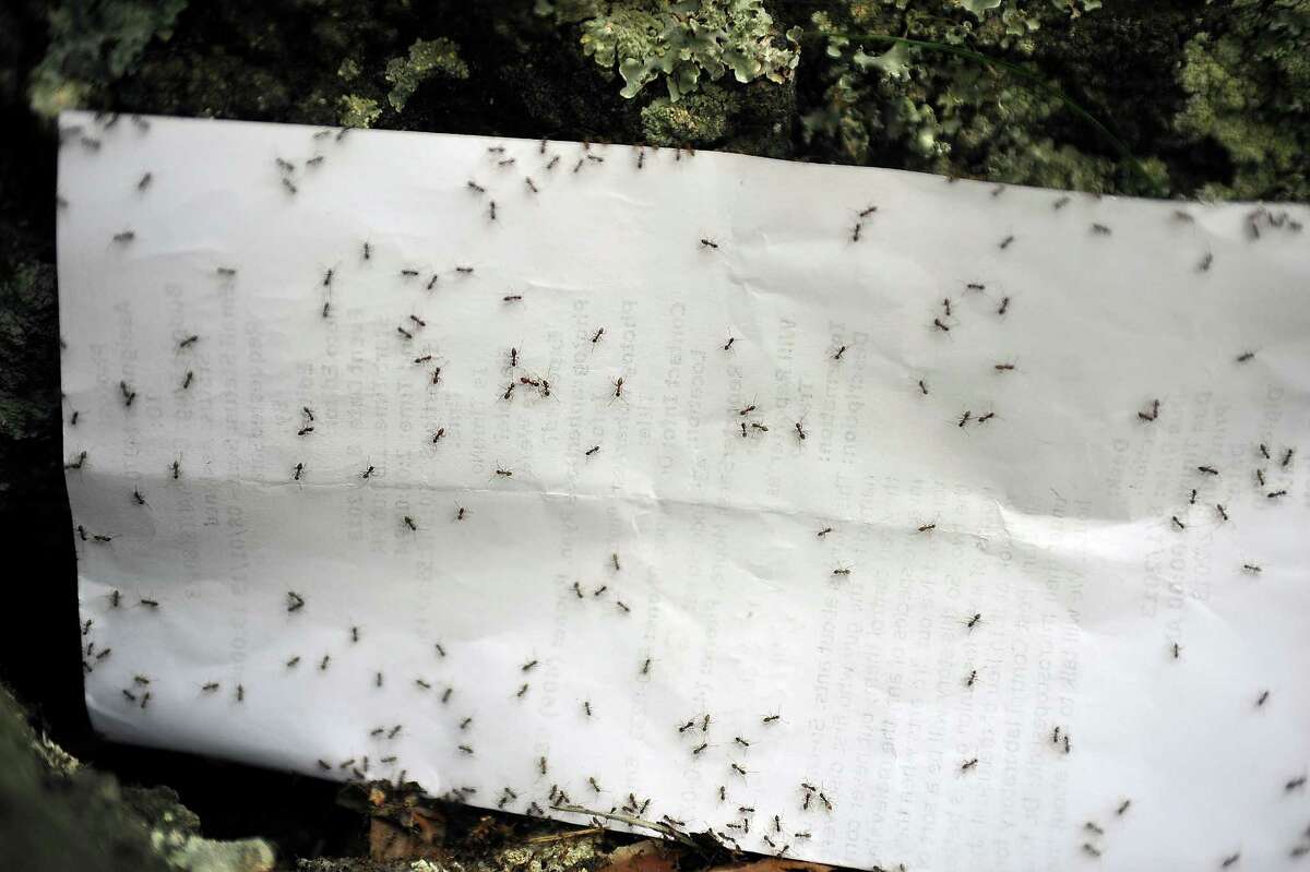 Meet the fire ant's 'crazy' new enemy