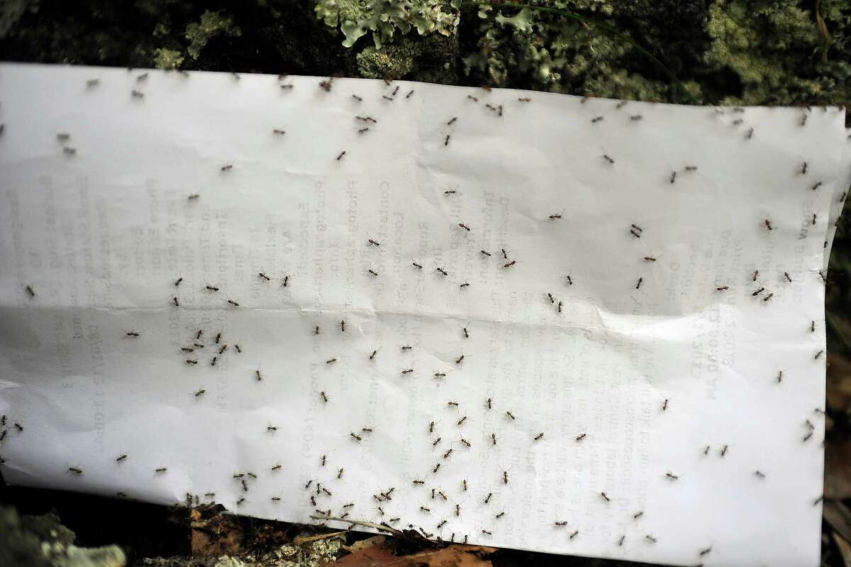 Meet the fire ant's 'crazy' new enemy