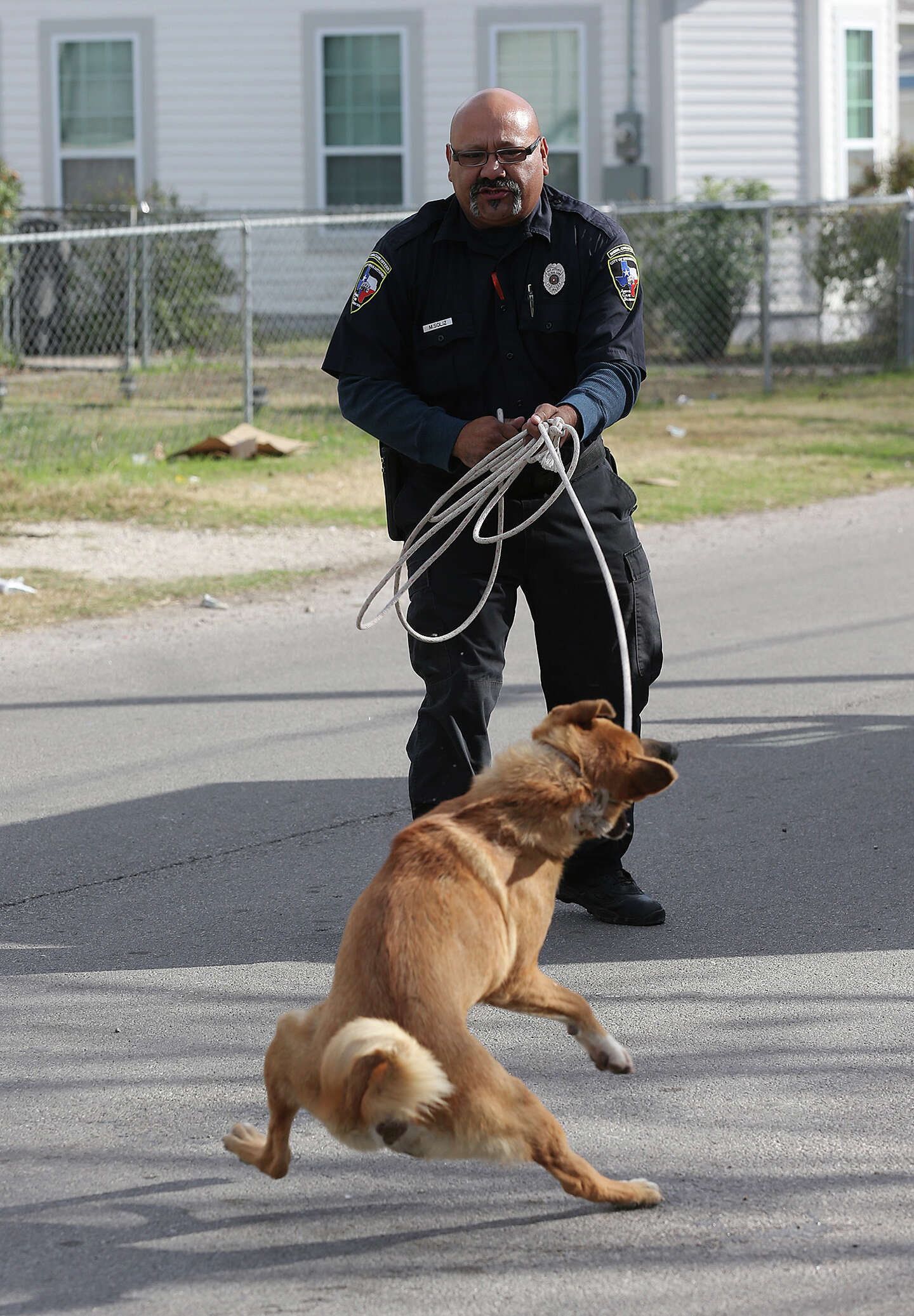 Thousands of unleashed, unloved animals roam S.A. streets