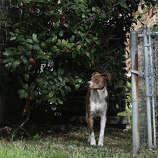 Thousands of unleashed, unloved animals roam S.A. streets - San Antonio ...