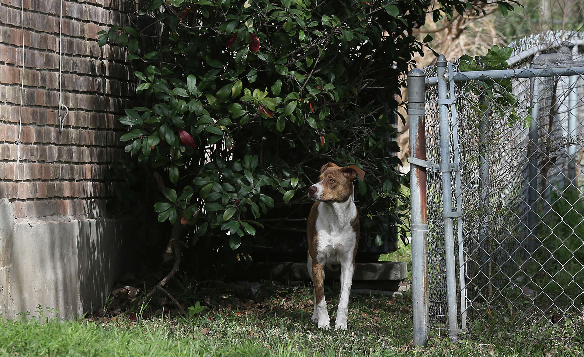 Thousands of unleashed, unloved animals roam S.A. streets