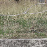 Thousands of unleashed, unloved animals roam S.A. streets - San Antonio ...