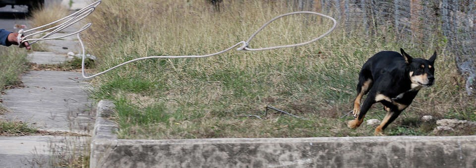 Thousands of unleashed, unloved animals roam S.A. streets