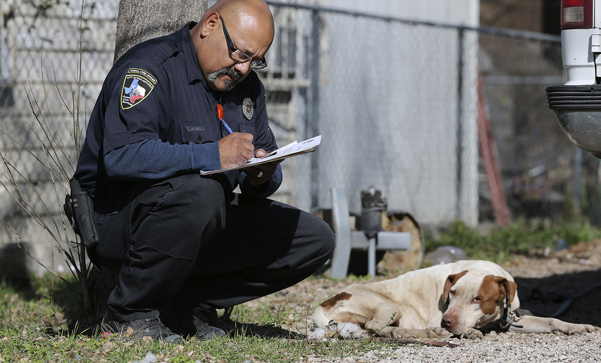 Thousands of unleashed, unloved animals roam S.A. streets