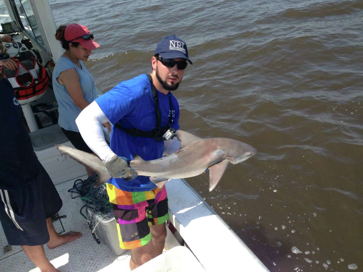 Orange native appears on Shark Week 'voodoo' segment