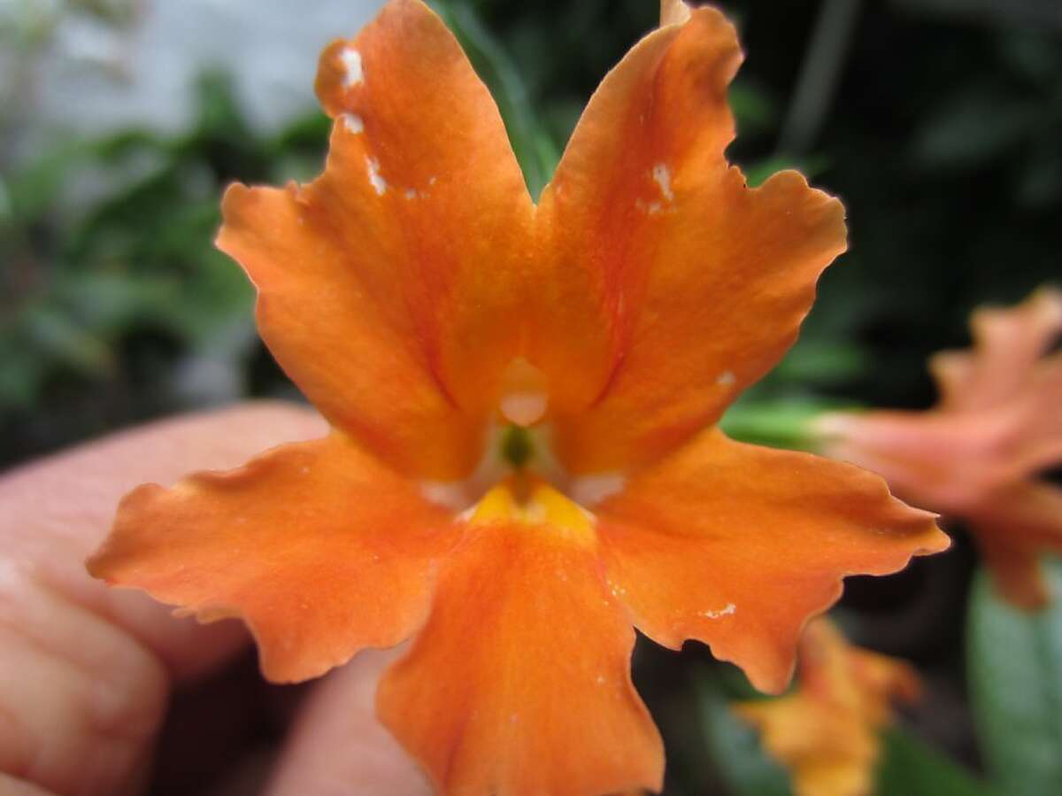 Mimulus are exotic natives of California