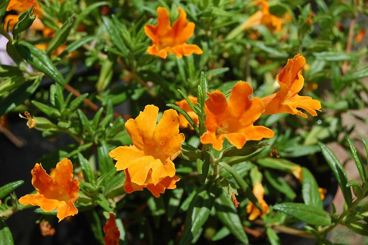 Mimulus are exotic natives of California