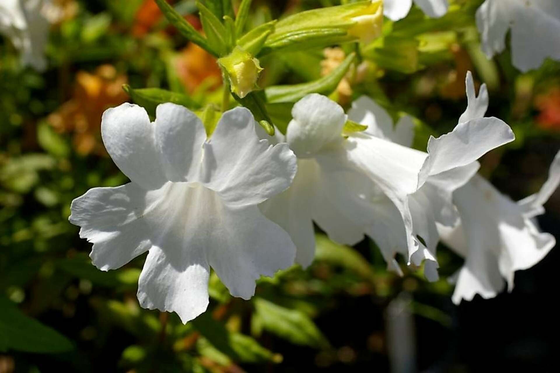 Mimulus are exotic natives of California