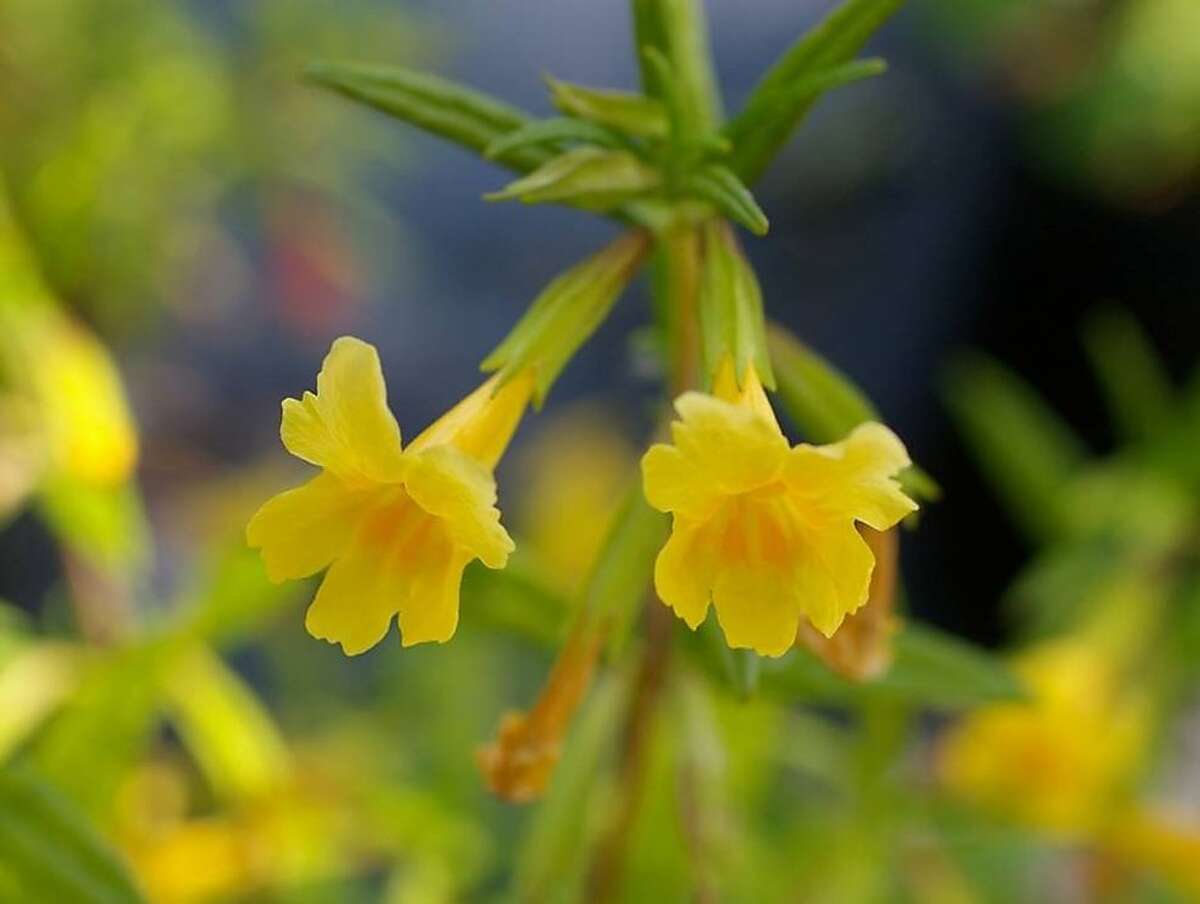 Mimulus are exotic natives of California