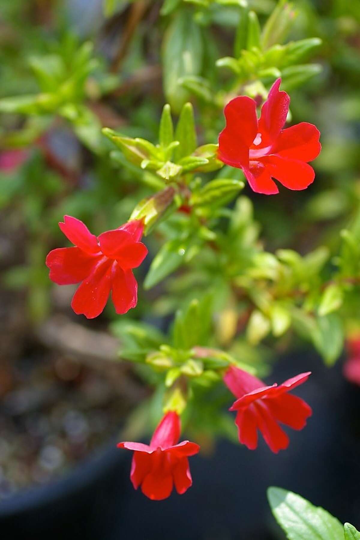 Mimulus are exotic natives of California