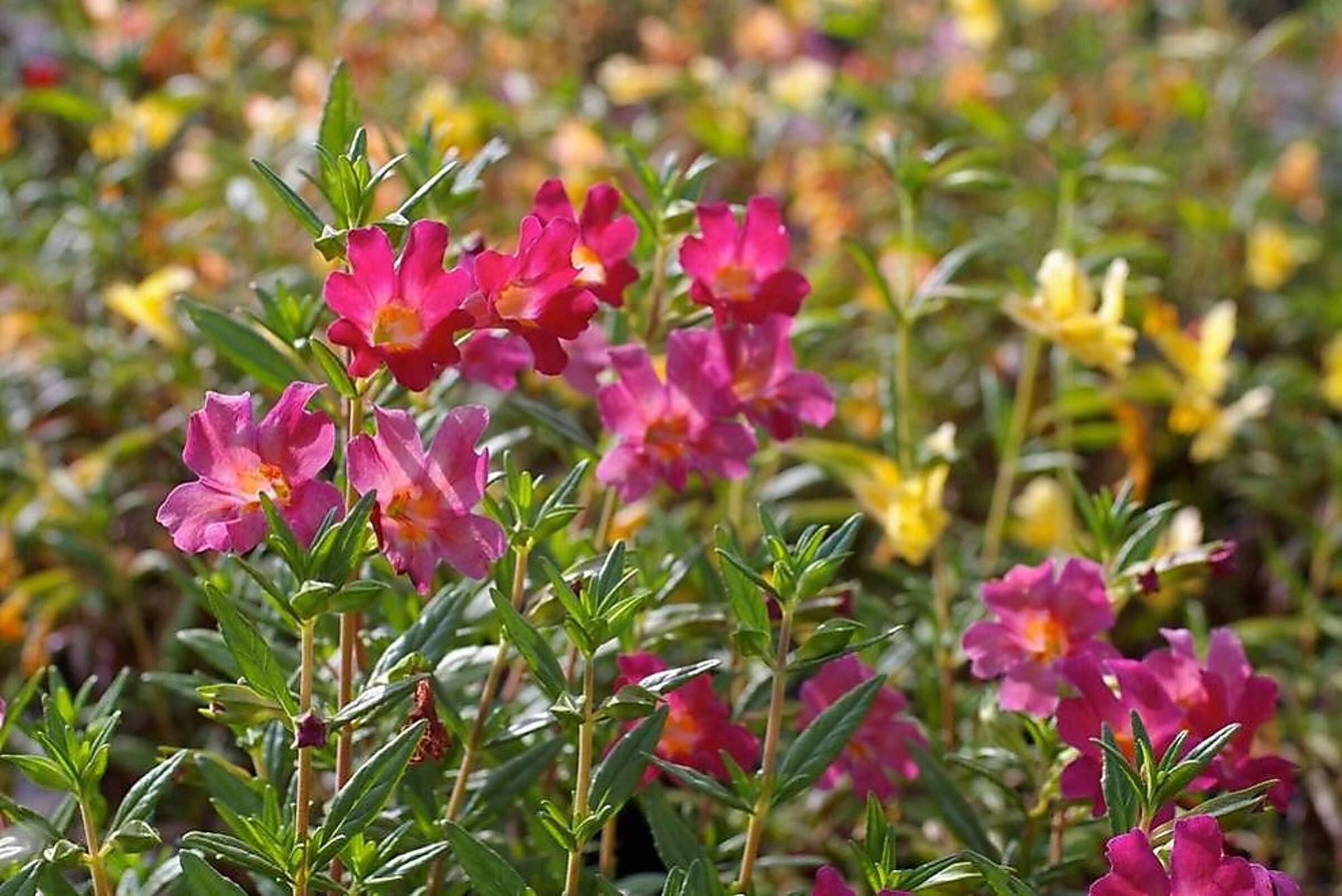Mimulus are exotic natives of California