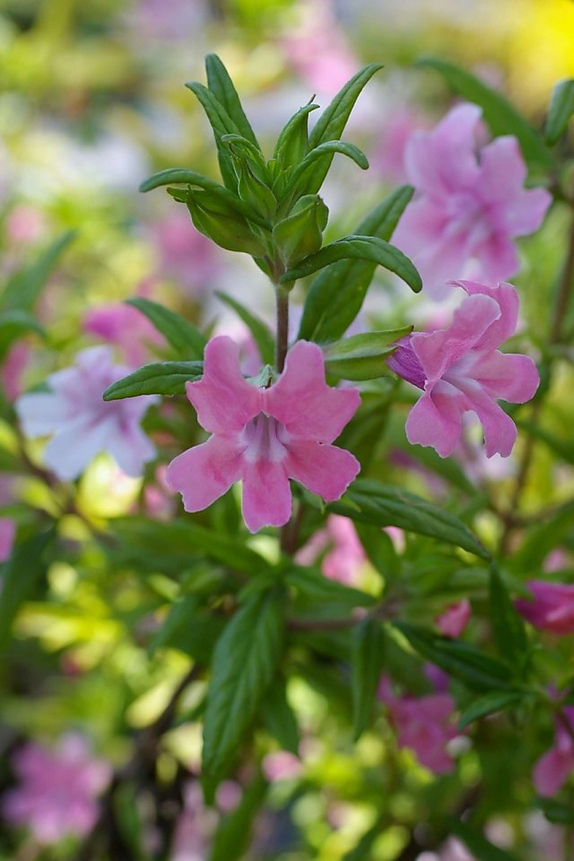 Mimulus are exotic natives of California