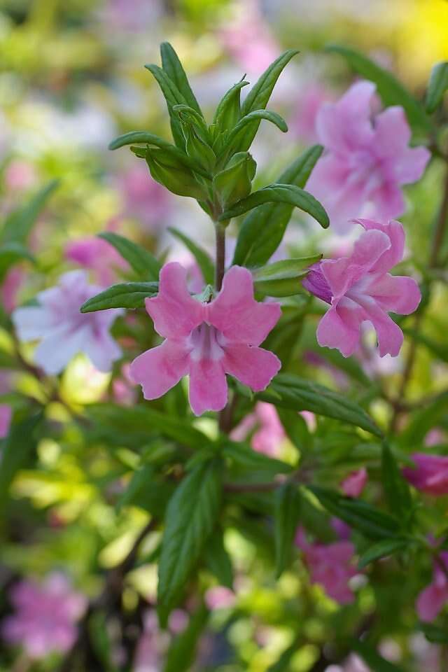 Mimulus are exotic natives of California