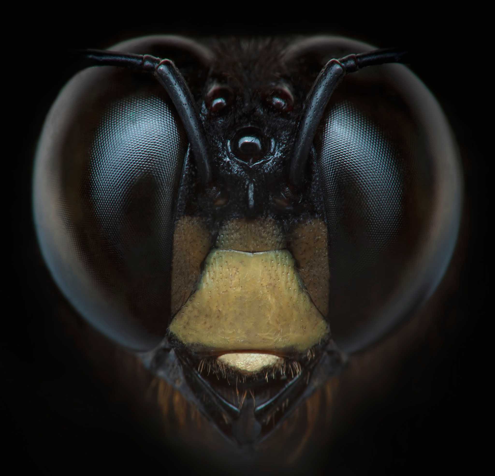 Beetle mania: GHS grad captures bugs -- with his camera