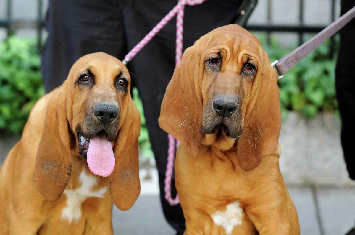 Data reveals the least-intelligent dog breeds