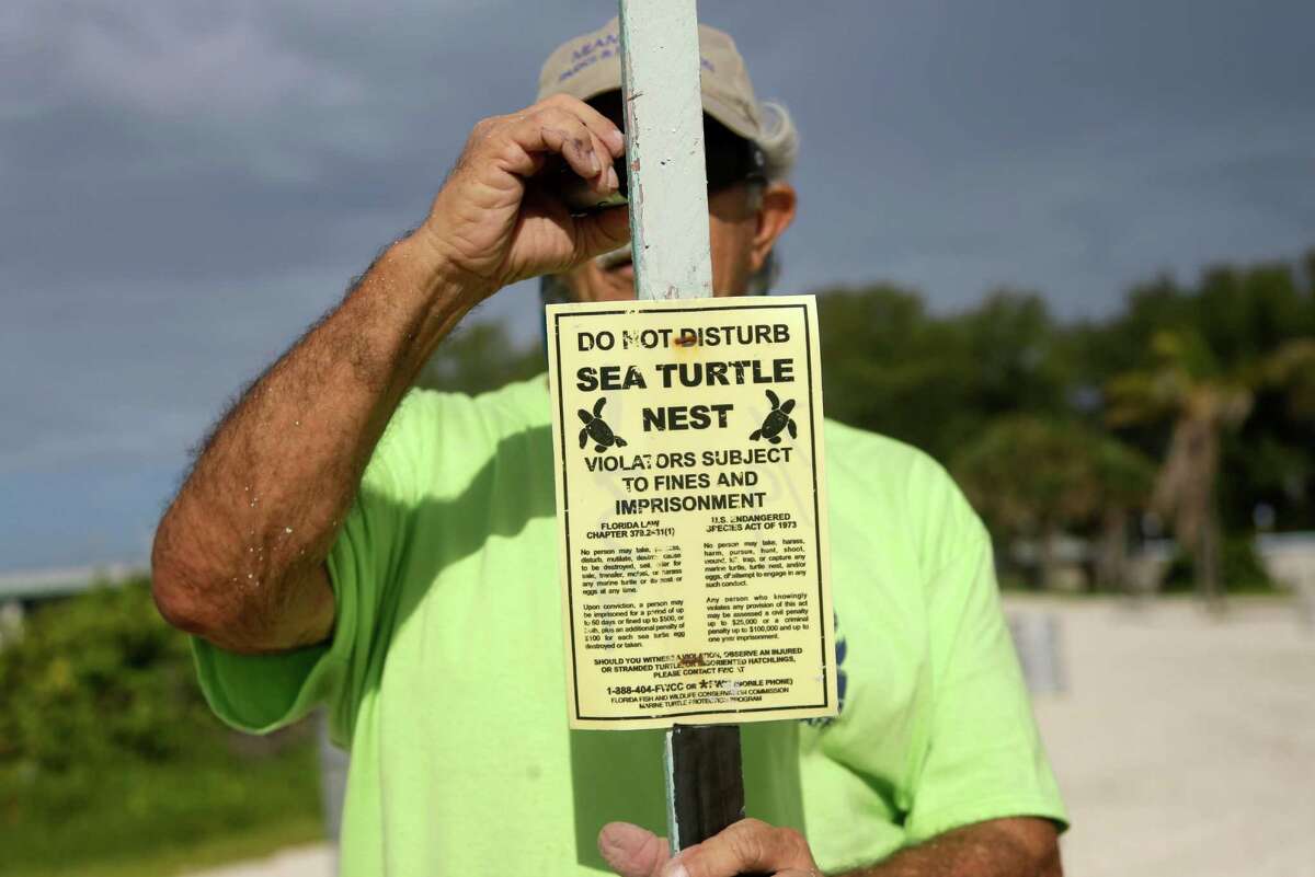 It's turtle-nesting season in Florida