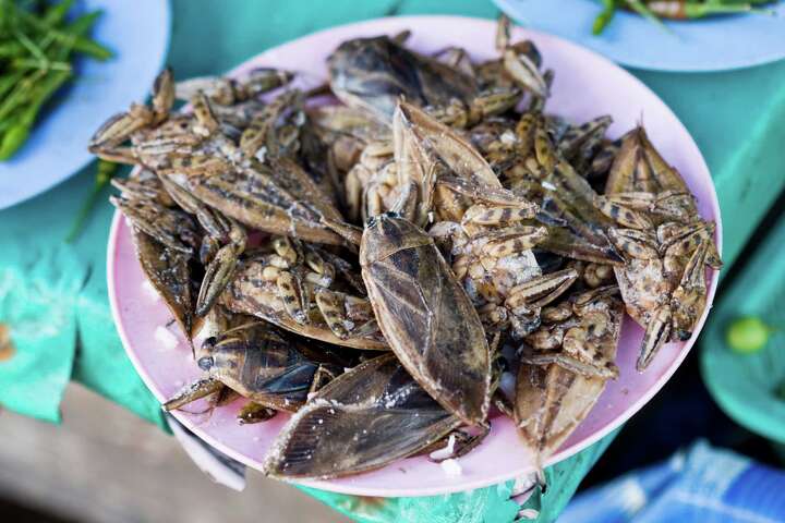 The Eat-a-Bug Cookbook and edible insects