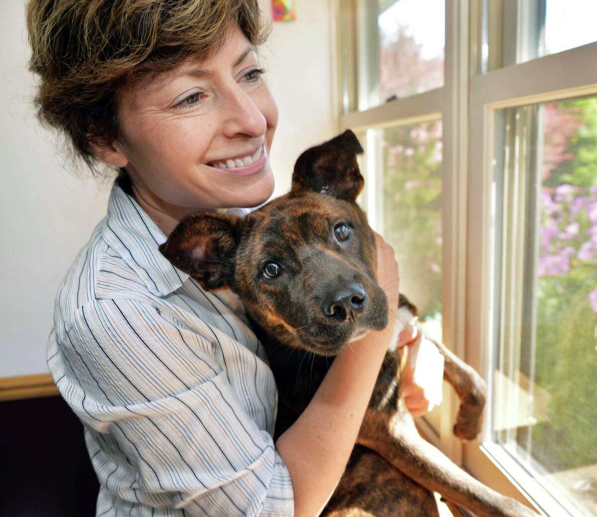 No vacancy animal shelters