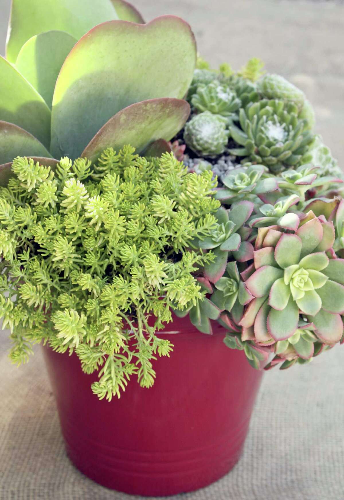 Succulent containers a cool way to enjoy gardening in the heat