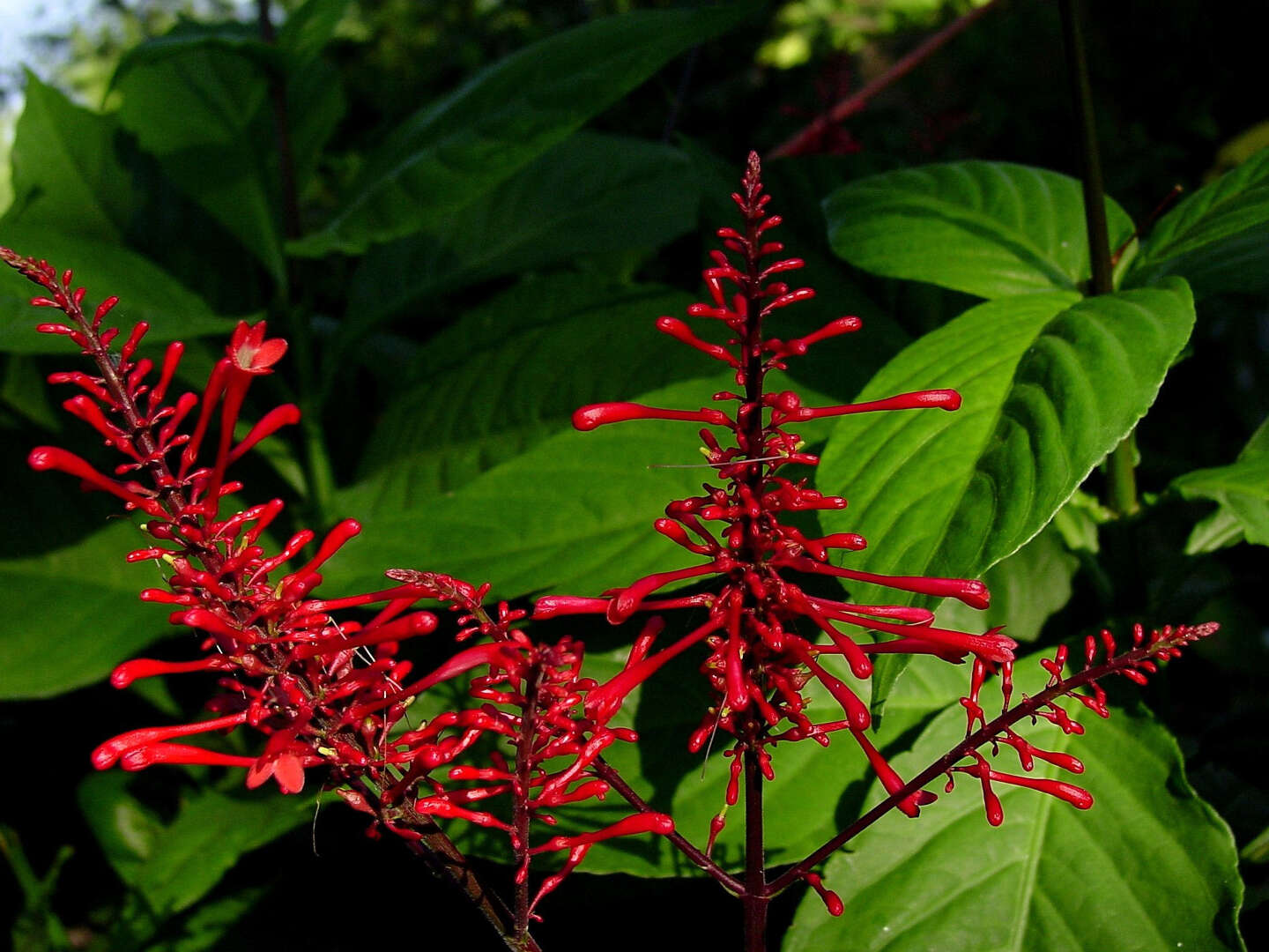 Cape honeysuckle, firespike flower in fall