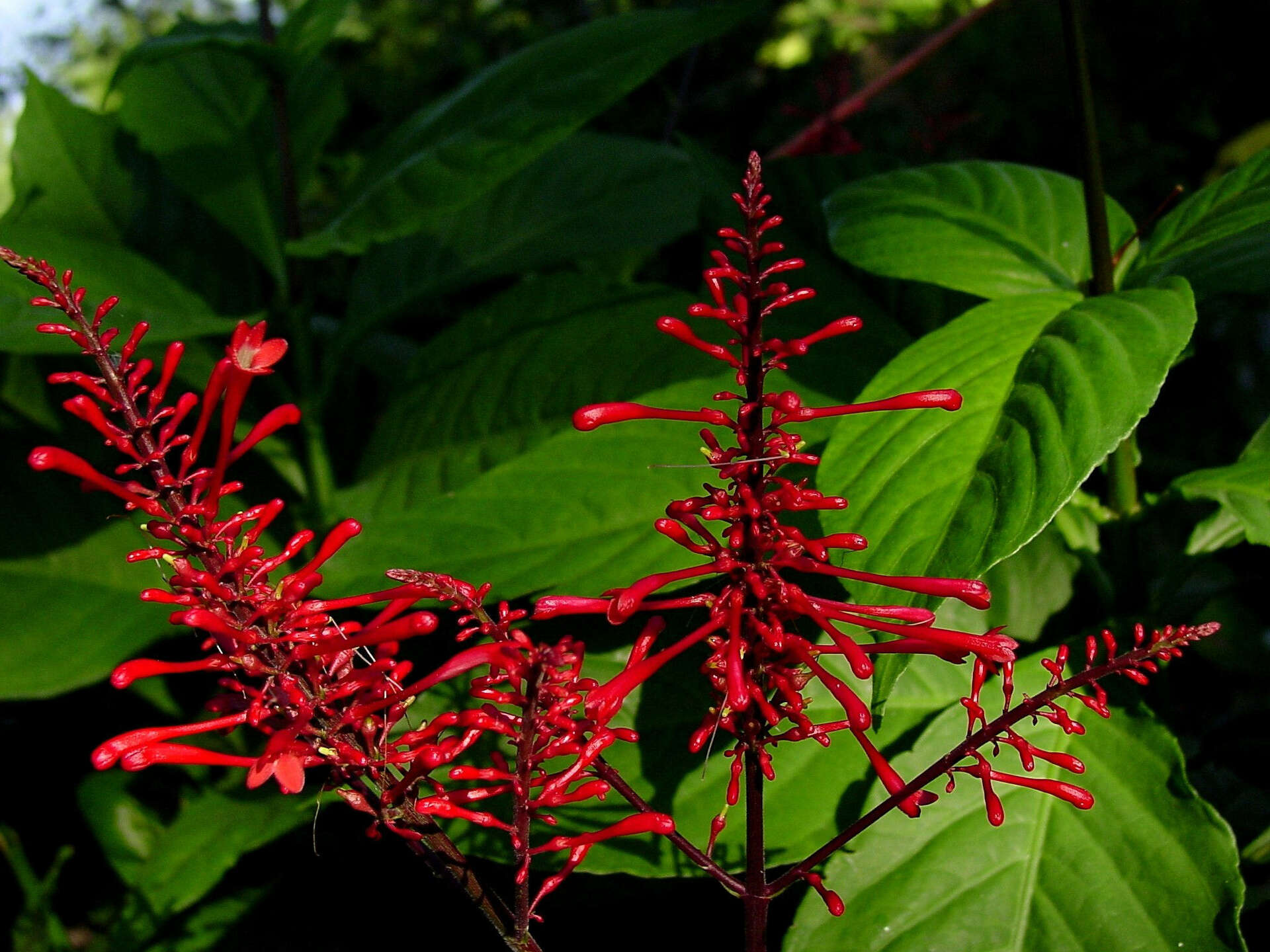 Cape honeysuckle, firespike flower in fall