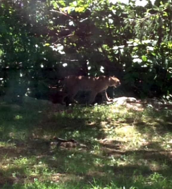Big cat prowling Oxford
